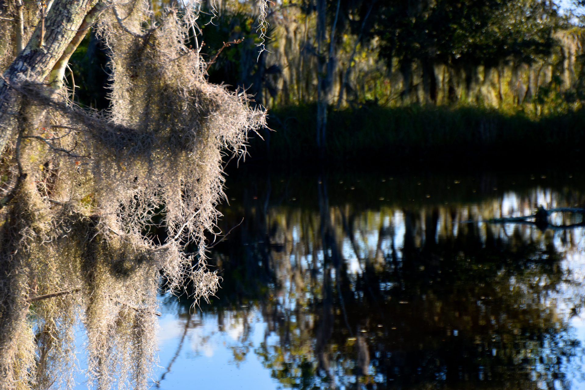New Orleans Bayou Creature: The Rougarou | Pontoon Rides